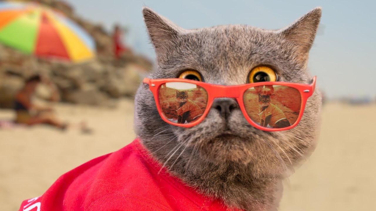 Is This The World's First Cat Lifeguard?