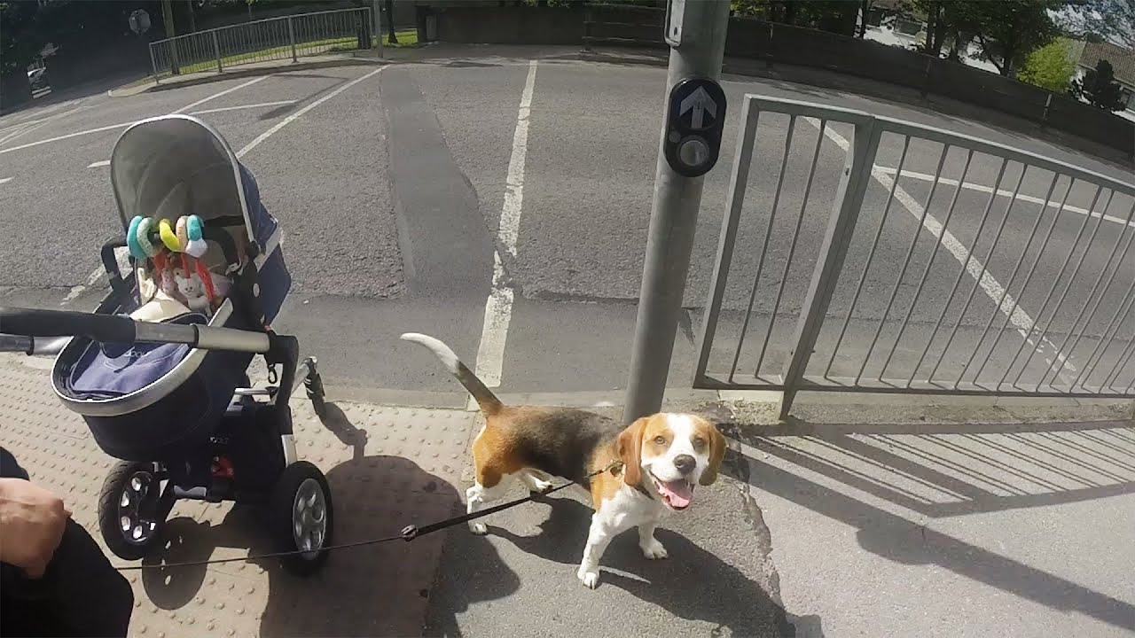 Beagle presses traffic light button to cross street safely