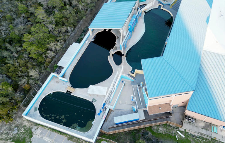 Company at center of probe into dolphin deaths at Gulf World Marine Park files for bankruptcy