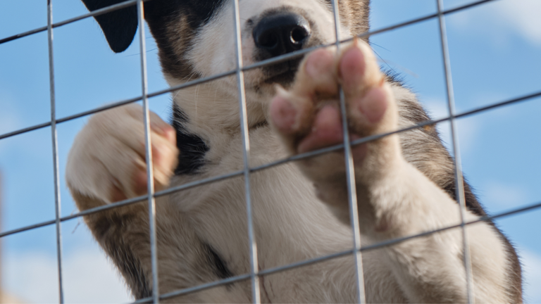 Precious Deaf and Blind Shelter Dog Whose Family 'Gave Up on Her' Is ...