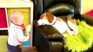 Baby girl nurses sick beagle back to health