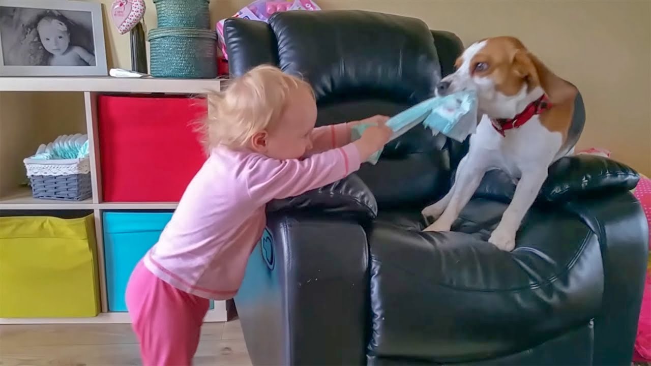 Family beagle becomes the best friend a baby could have
