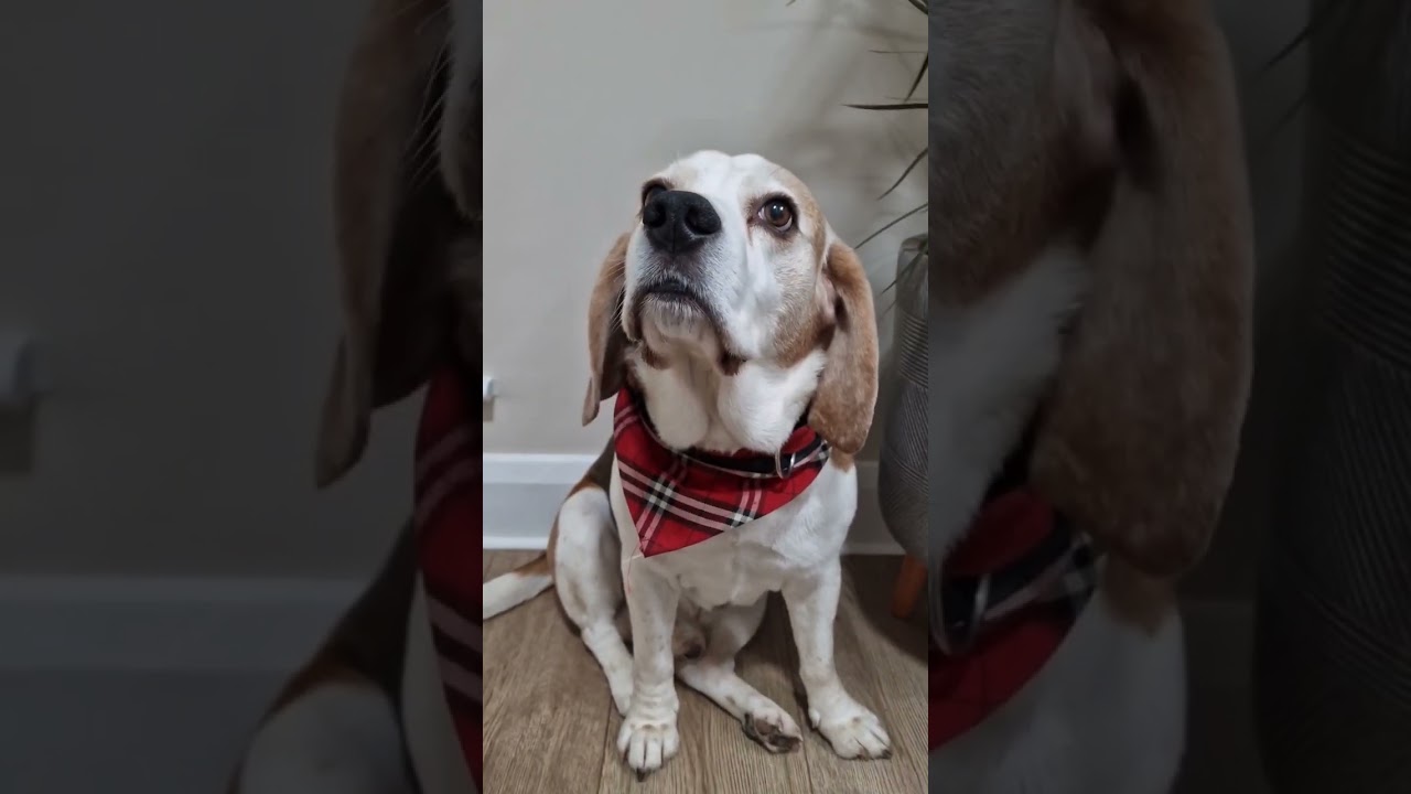 Beagle gives a guilty face that melts every heart