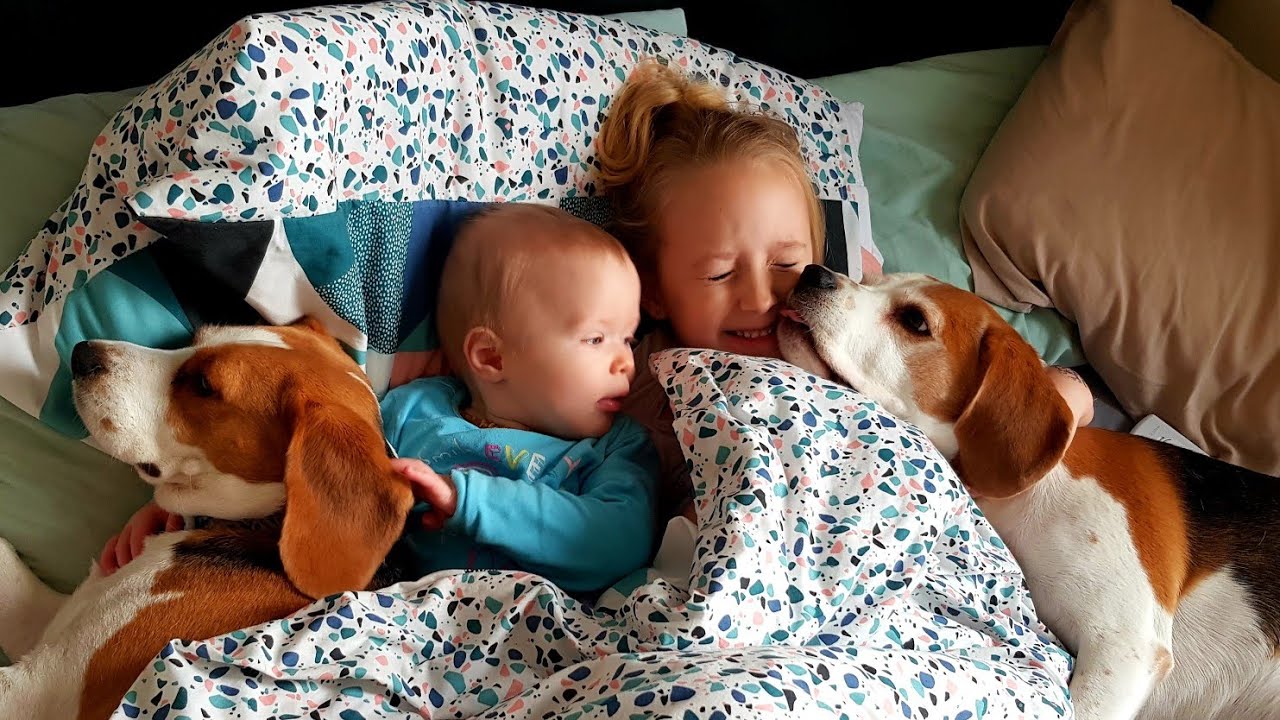 Protective beagles are perfect family dogs for baby
