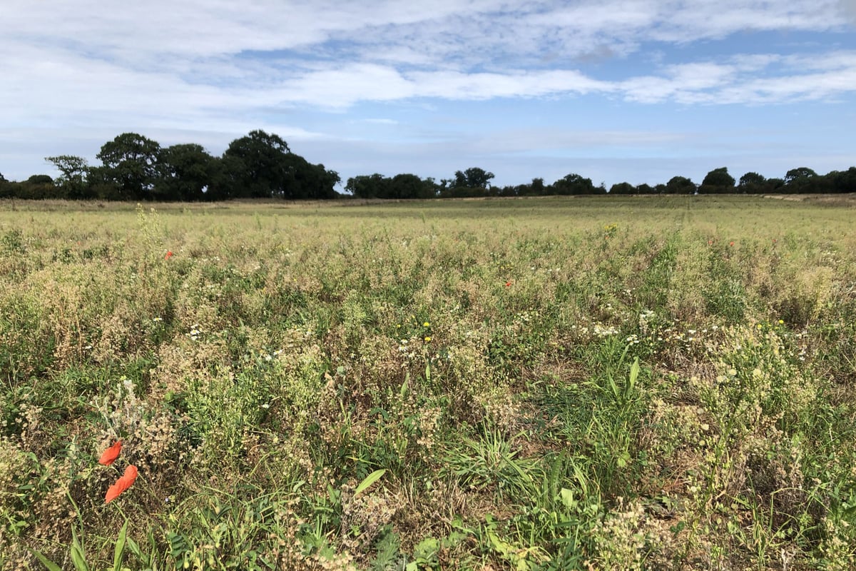 Growing cover crops to prevent bare fields helps soil and wildlife – study