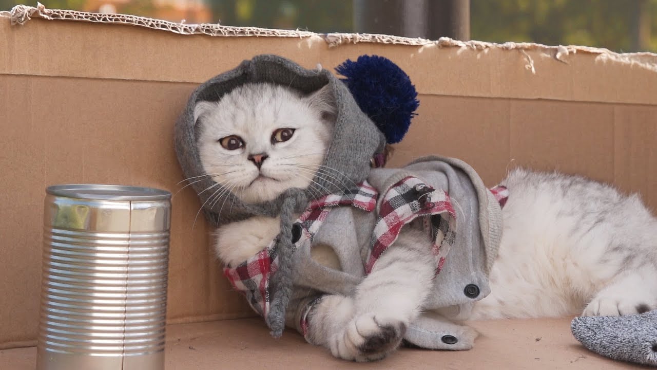 How One Cat’s Odd Jobs Helped a Homeless Feline