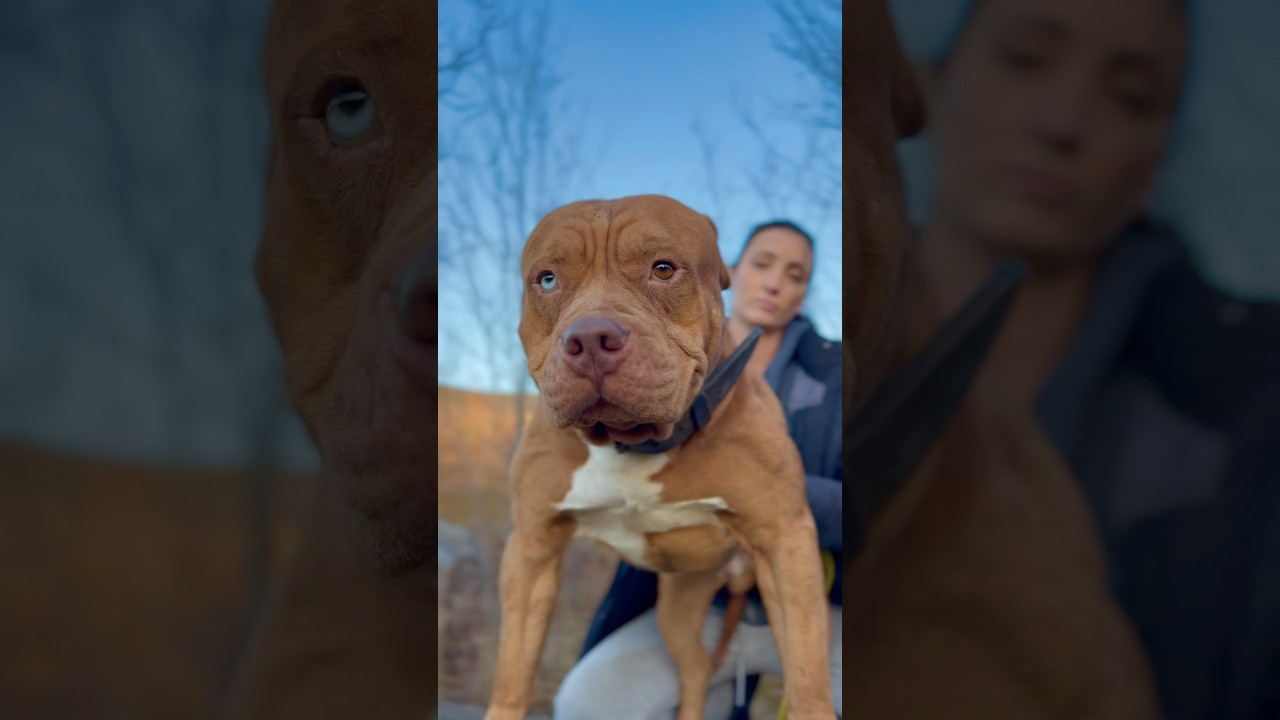 Handsome pit bull stuns with two differently colored eyes