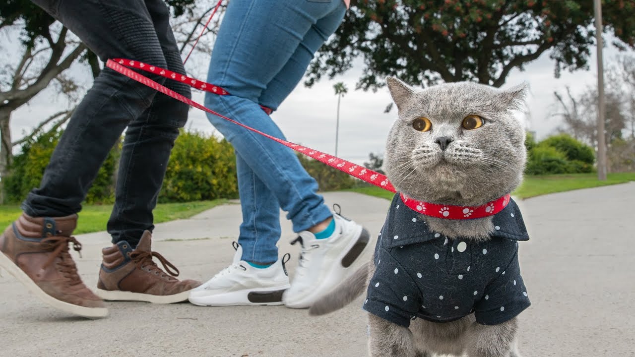 The Feline's Courtship: Arranging Romantic Encounters