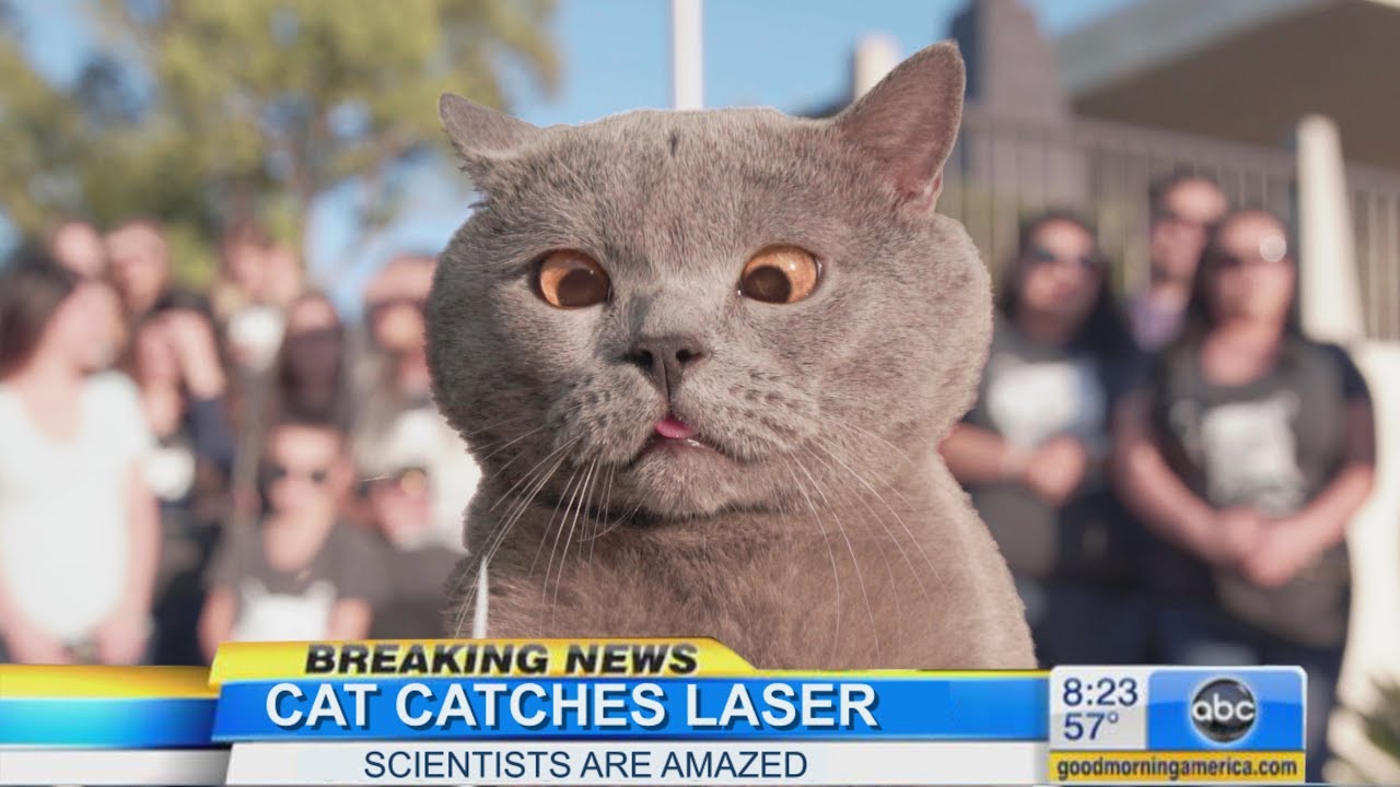 Watch a persistent kitten finally defeat the glowing red laser dot