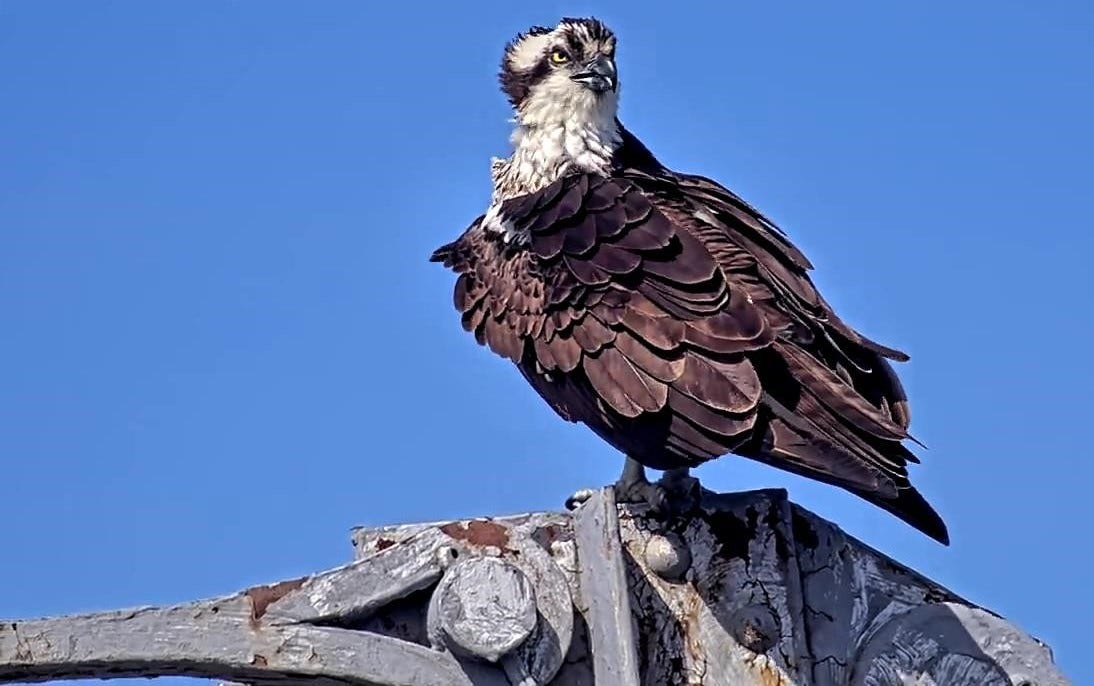 Osprey family gets human-made structure for nesting atop Bear Mountain ...
