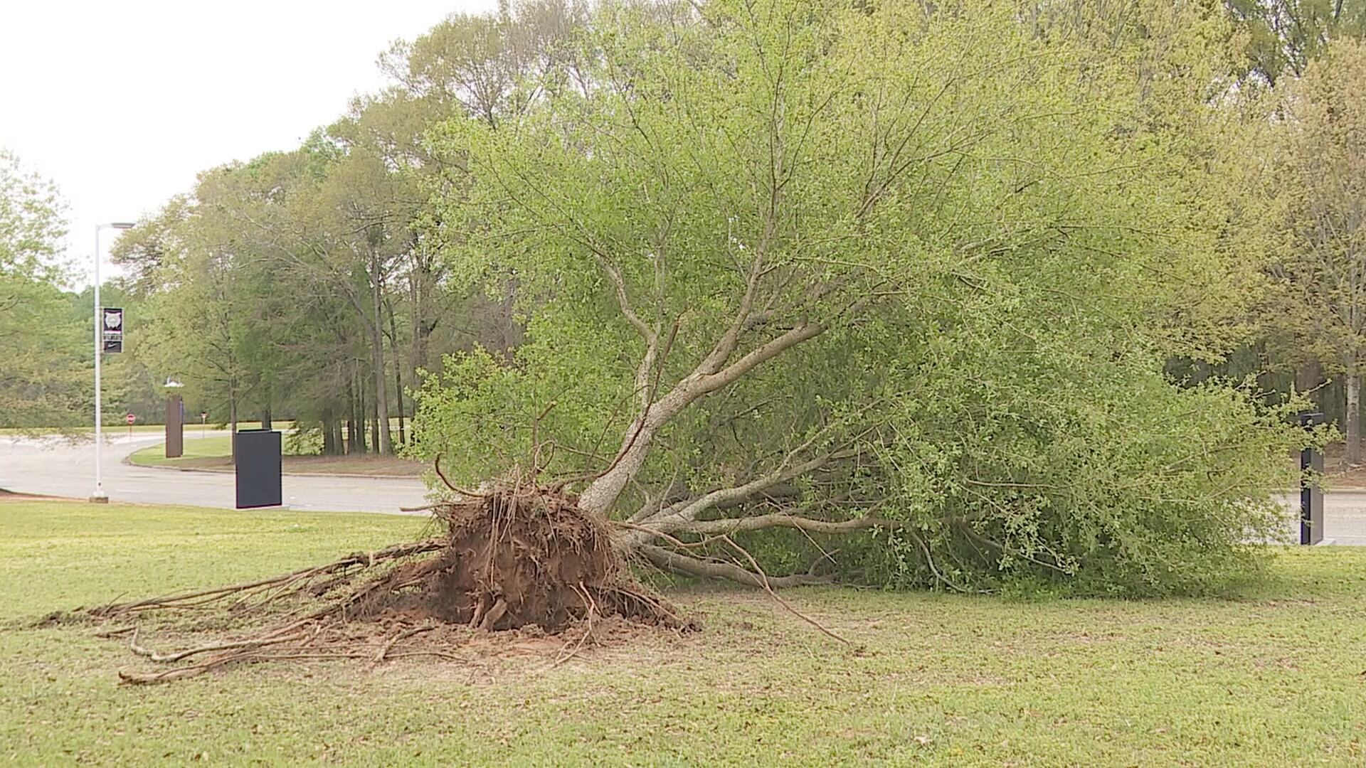 Original Toomer Oak uprooted at Enterprise High School
