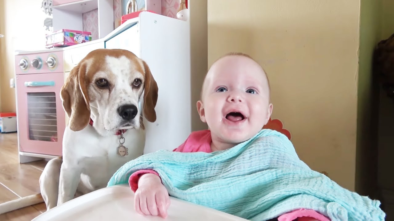 Cute baby feeds beagle dogs for the very first time