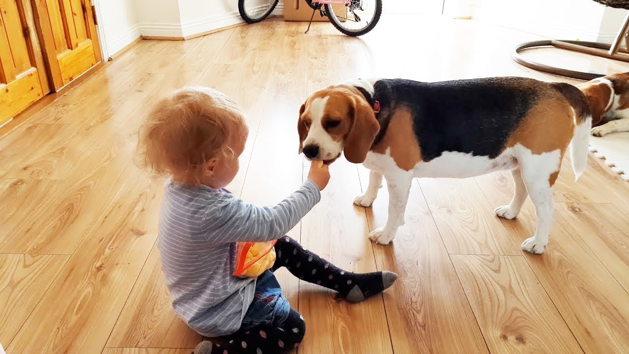 Baby feeds her favorite dog friend at mealtime