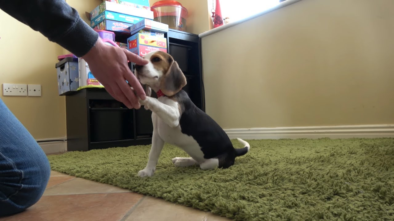New puppy learns first tricks in beagle puppy training session