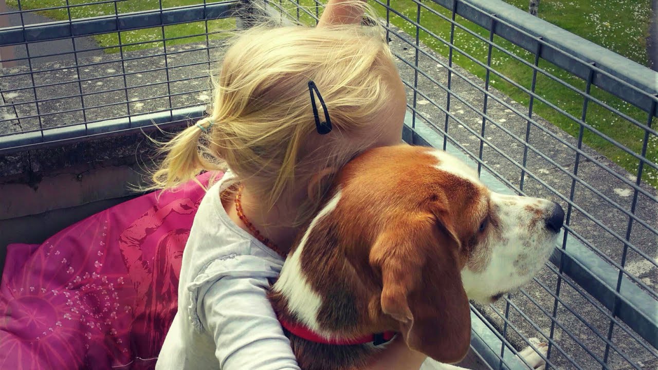Why dogs love children shown through adorable beagles