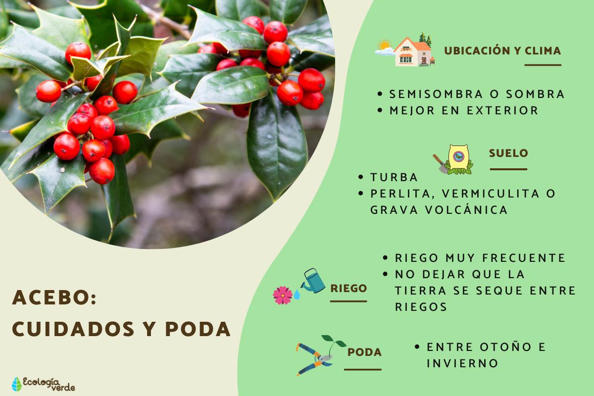 Guía completa sobre el cuidado del acebo en el jardín