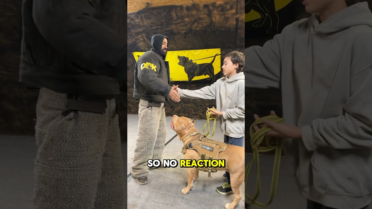 Dog spots subtle threats in someone’s movements with ease