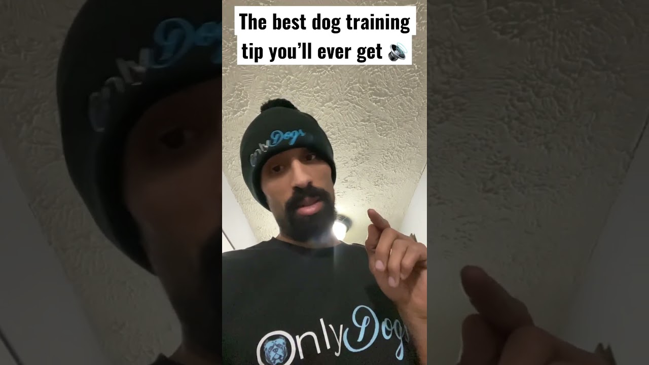 Expert shares a very important dog training tip for owners