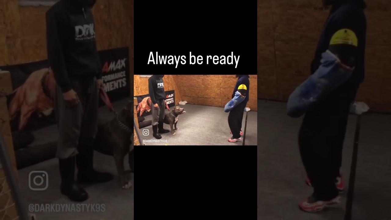 Pit bull proves he is always ready during training session