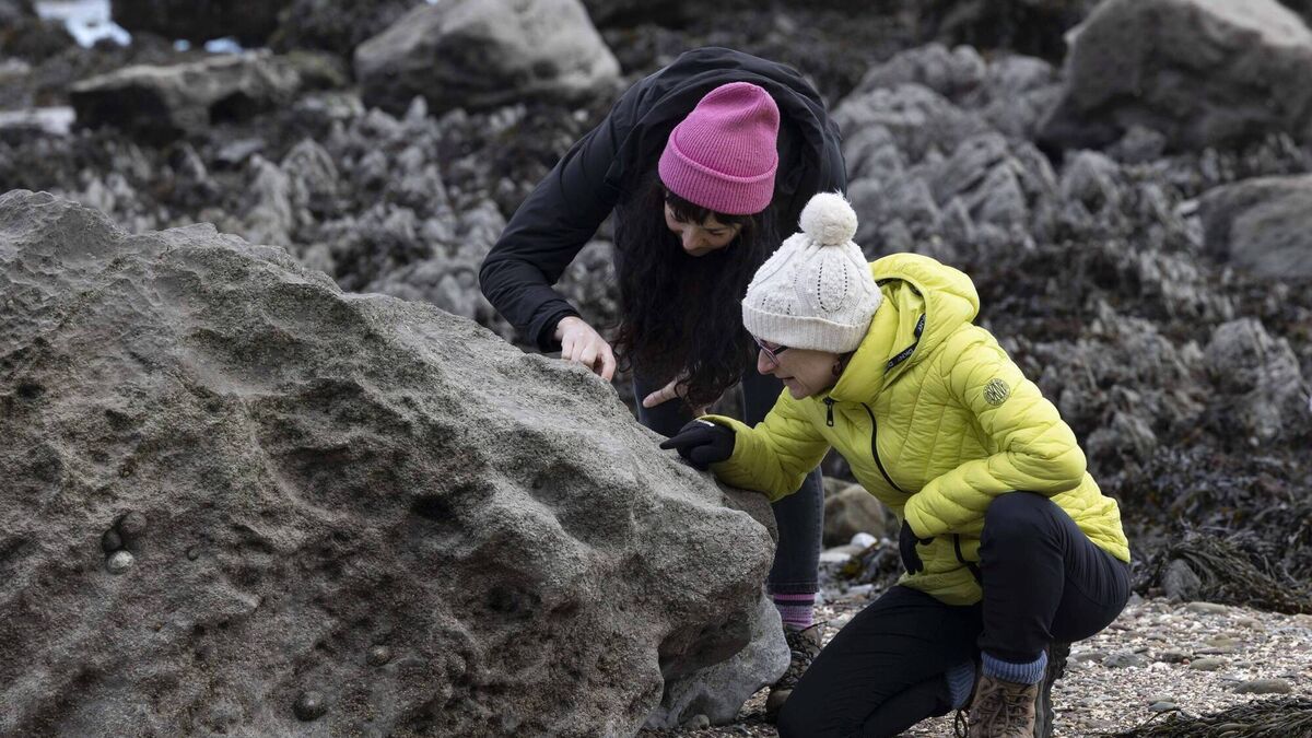 UCC launches ‘Great Irish Fossil Hunt’ to map Ireland’s fossil heritage