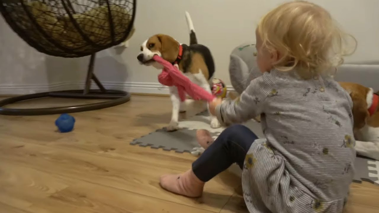 Cute beagle dogs love playing with baby girl