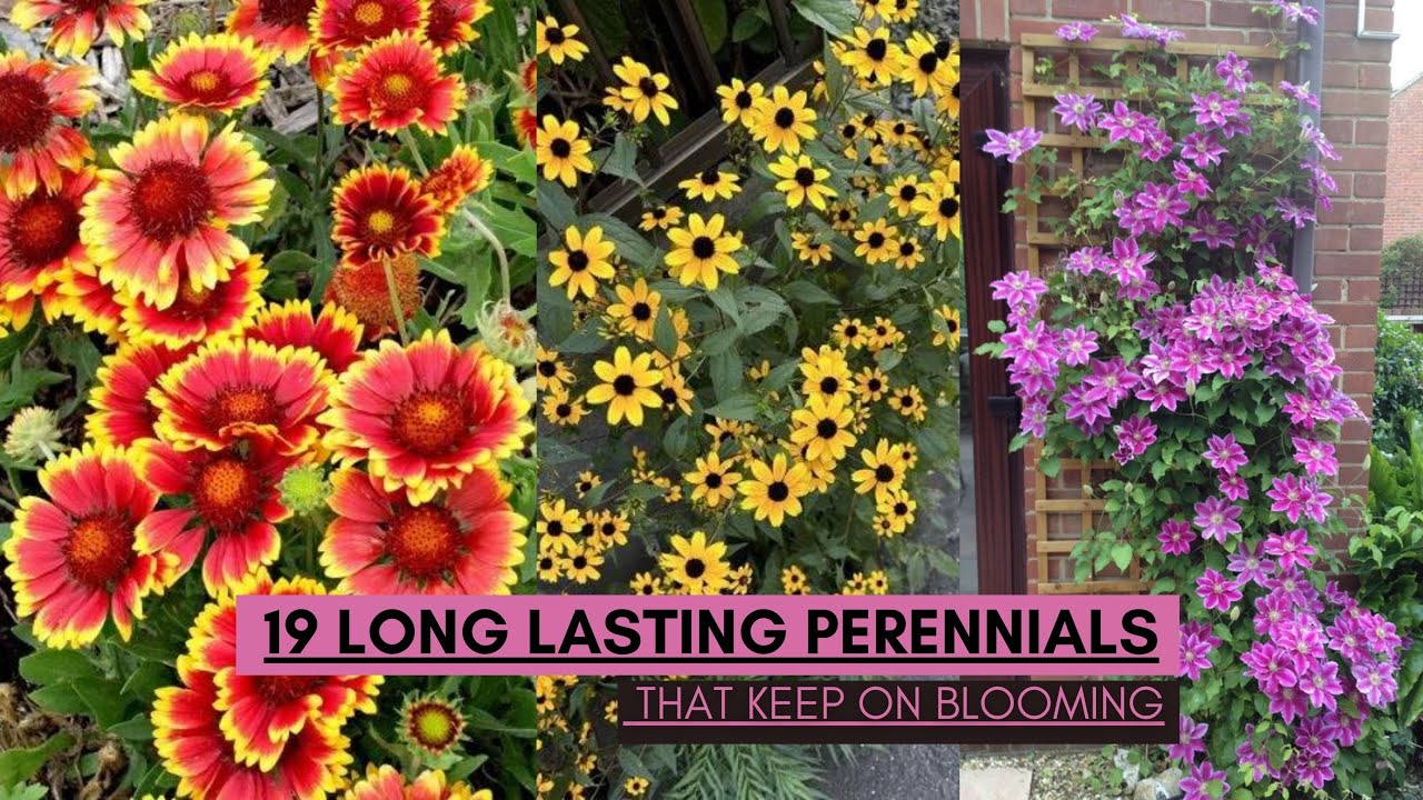 19 Long Lasting Perennials That Keep on Blooming