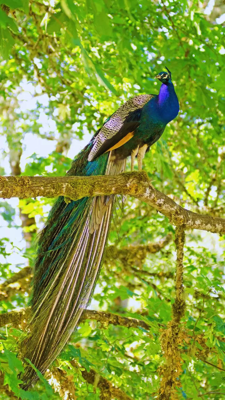 Stunning bird species in India that are worth travelling for