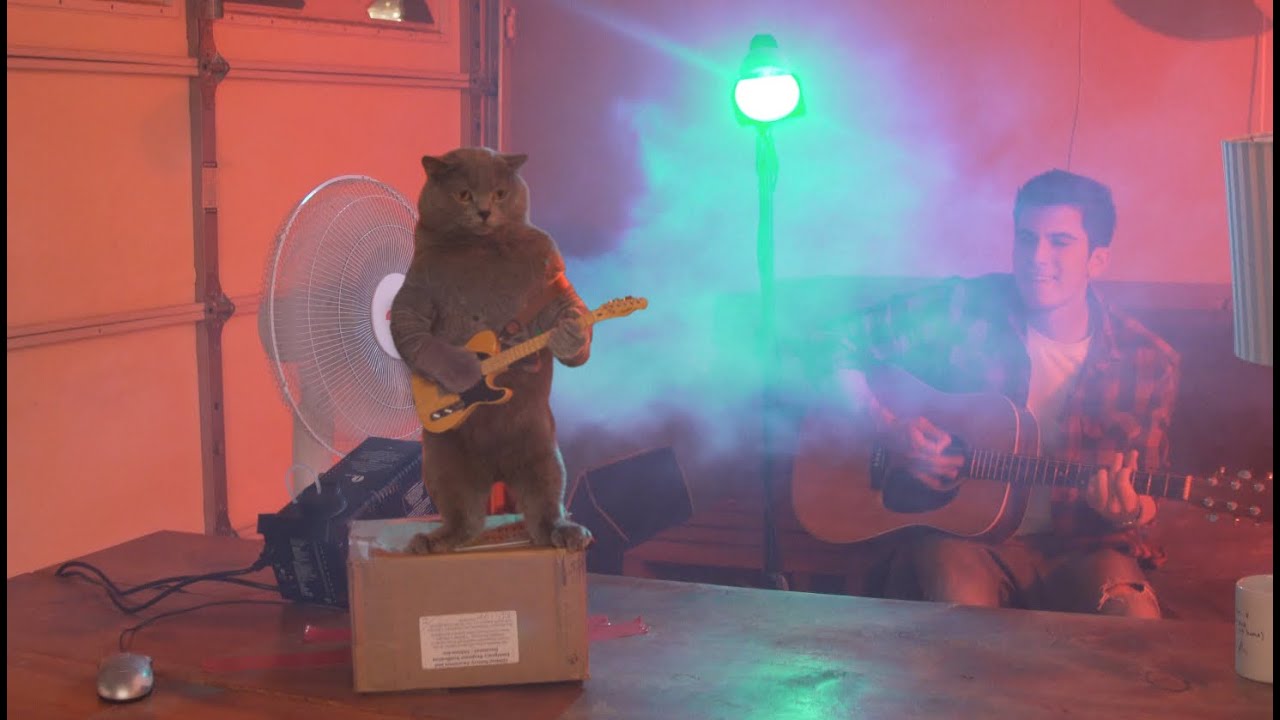 Owner starts band with cats in hilarious jam session