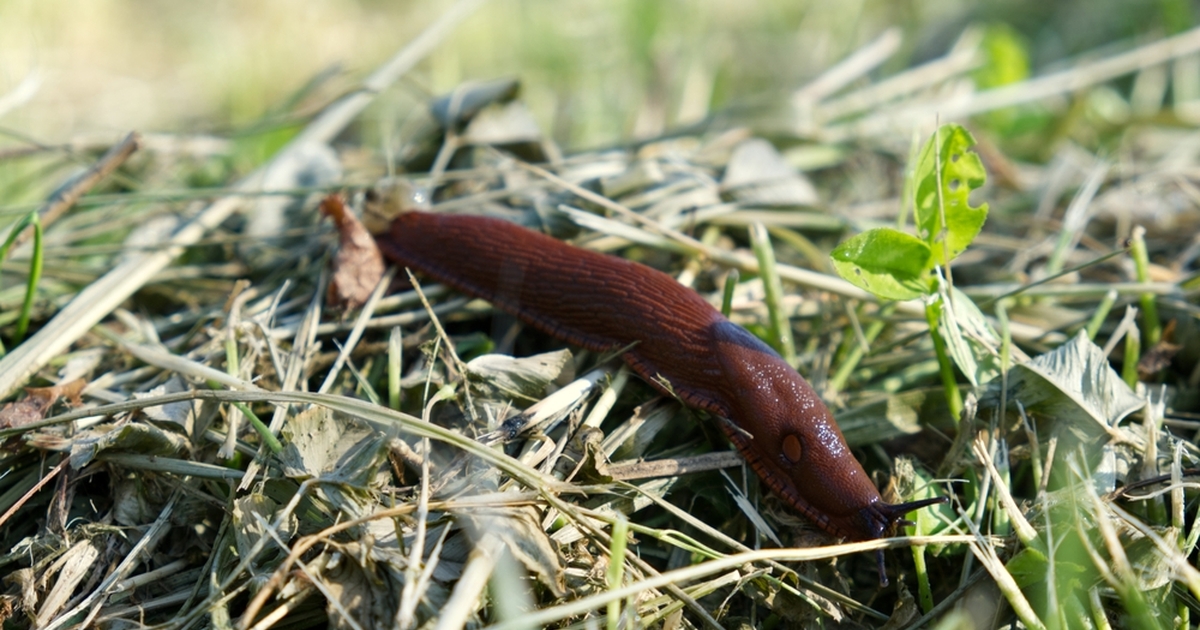 Få snegle til at forsvinde fra din have: Kræver kun 1 ældgammelt trick ...