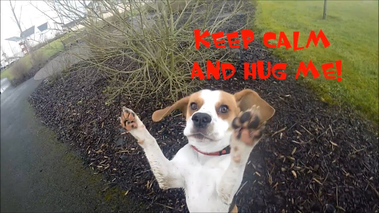 Heartwarming beagle moments celebrating 500 subs