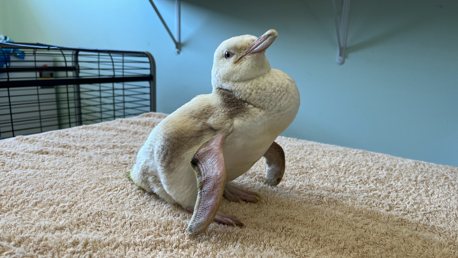 Rare leucistic little penguin found on South Australian beach