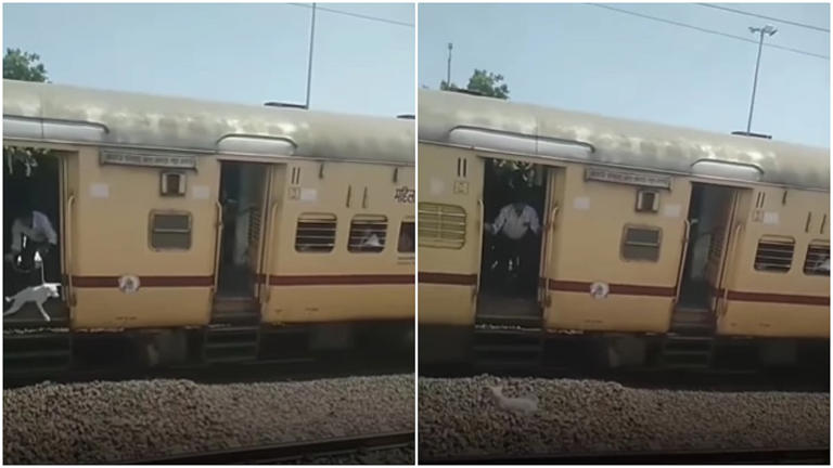 'Shameful Behaviour': Heartless Man Throws Dog Out Of Train; Incident ...