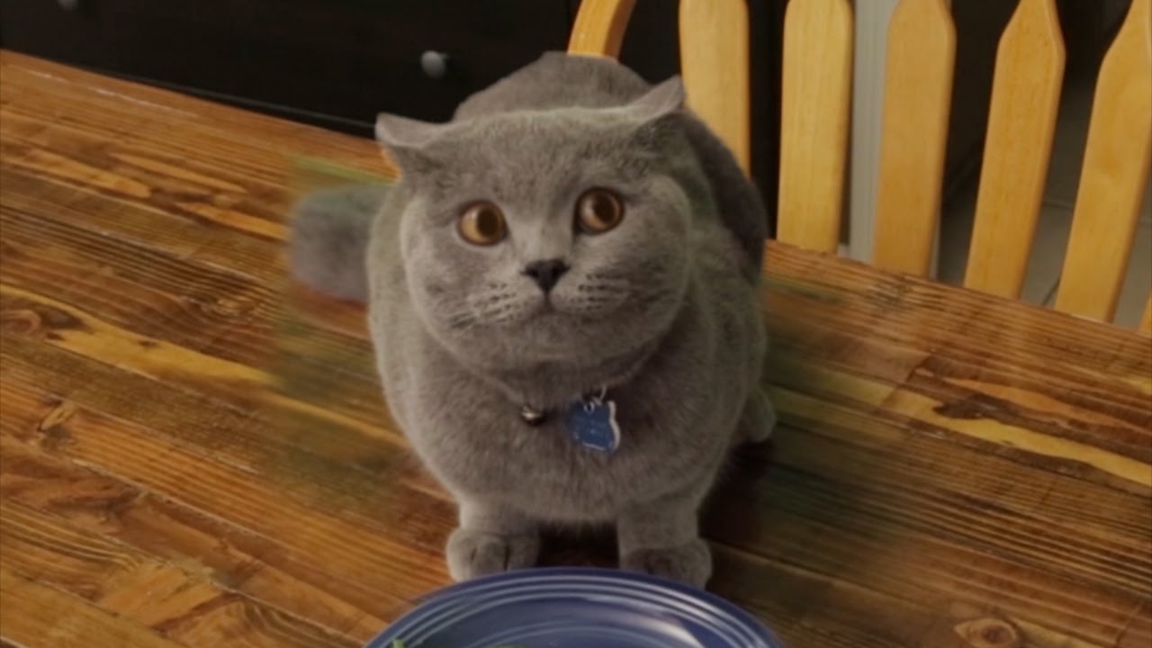 Cats hilariously revolt against eating their vegetables