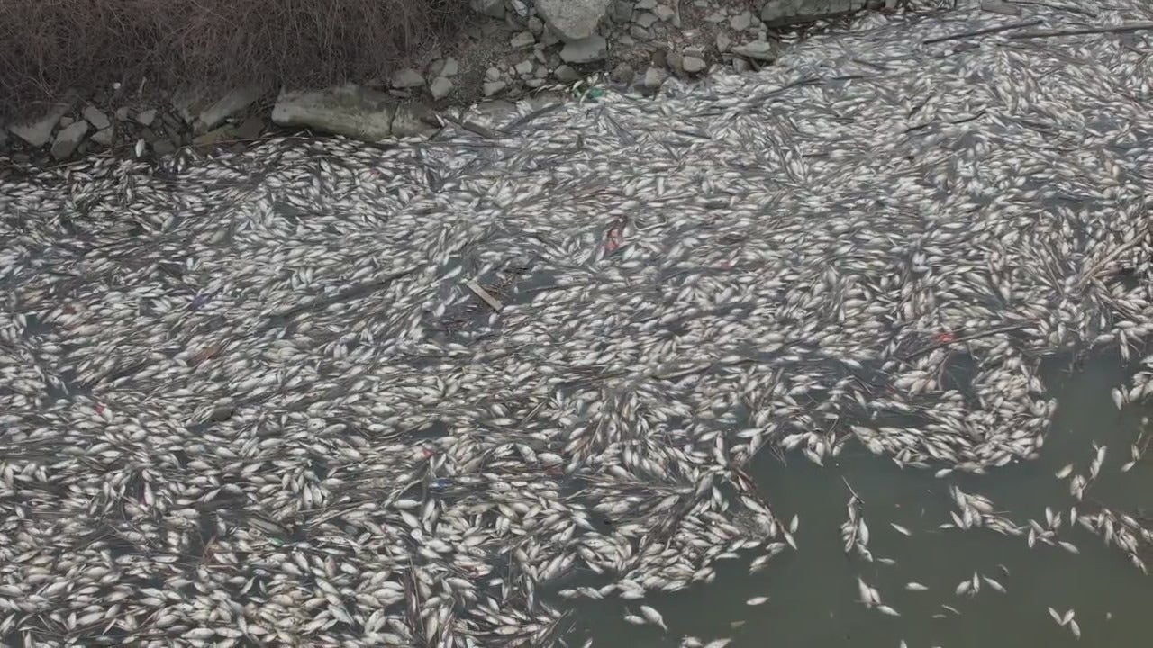 Residents along Detroit's Rouge River say dead fish washing ashore is ...