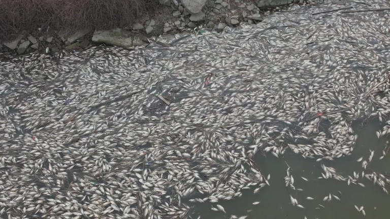 Residents along Detroit's Rouge River say dead fish washing ashore is ...