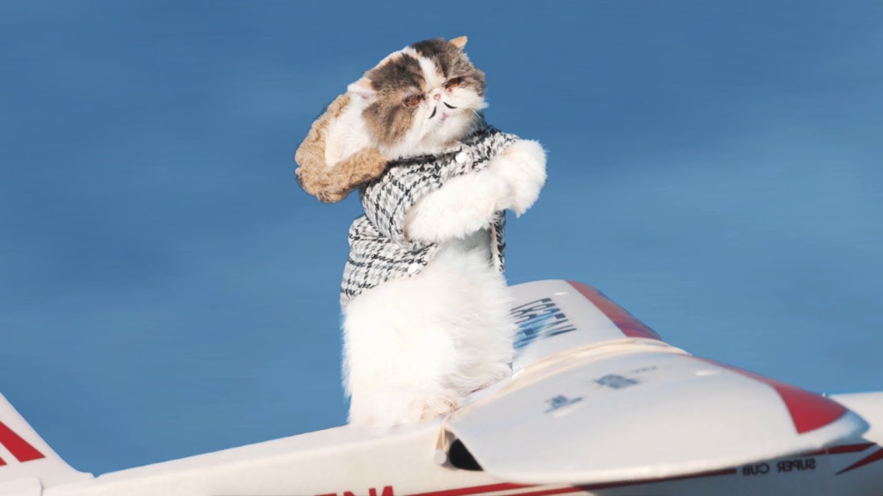 Cats fight for attention of another cat in funny clip