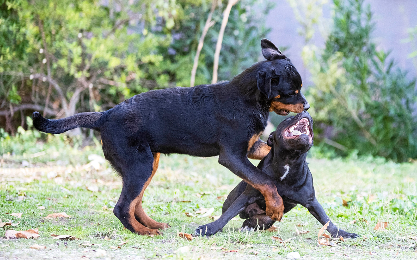 Rottweiler owner fined RM8,500 over dogs’ attack on 5 people