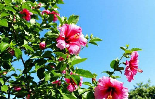 « Un pétale » ou « une pétale » (de fleur) : Que faut-il écrire