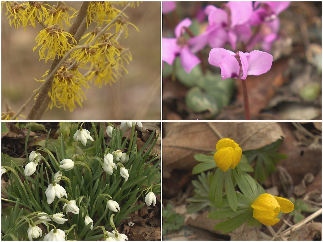 An early spring could mean trouble for some plants, says horticulturist