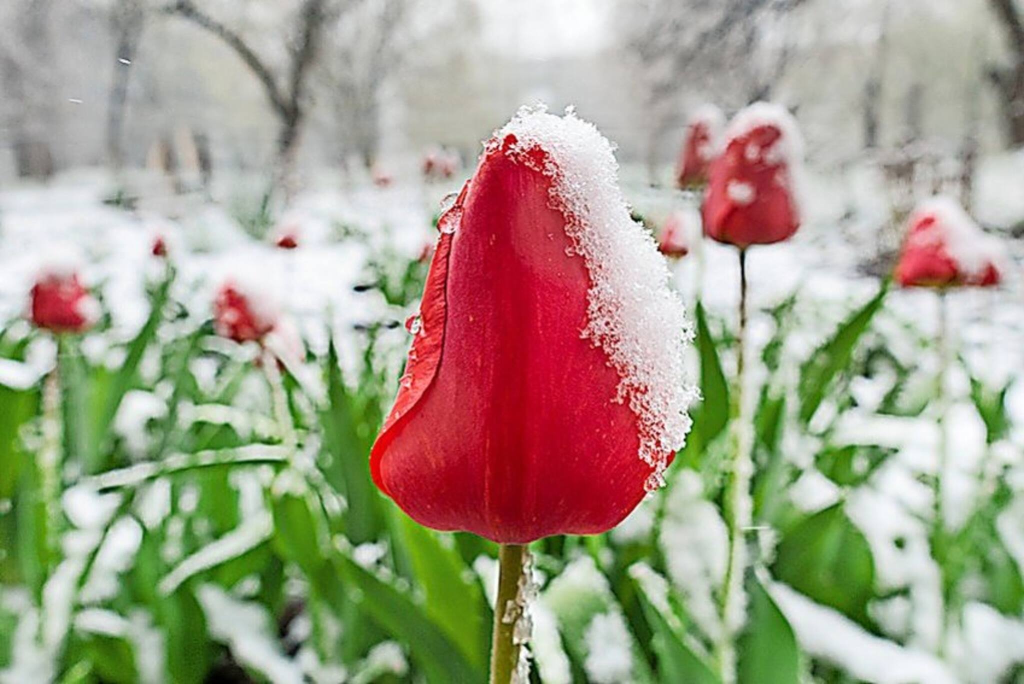 Wann sind die Eisheiligen 2025? Datum, Wetter, Namen – was ist das?