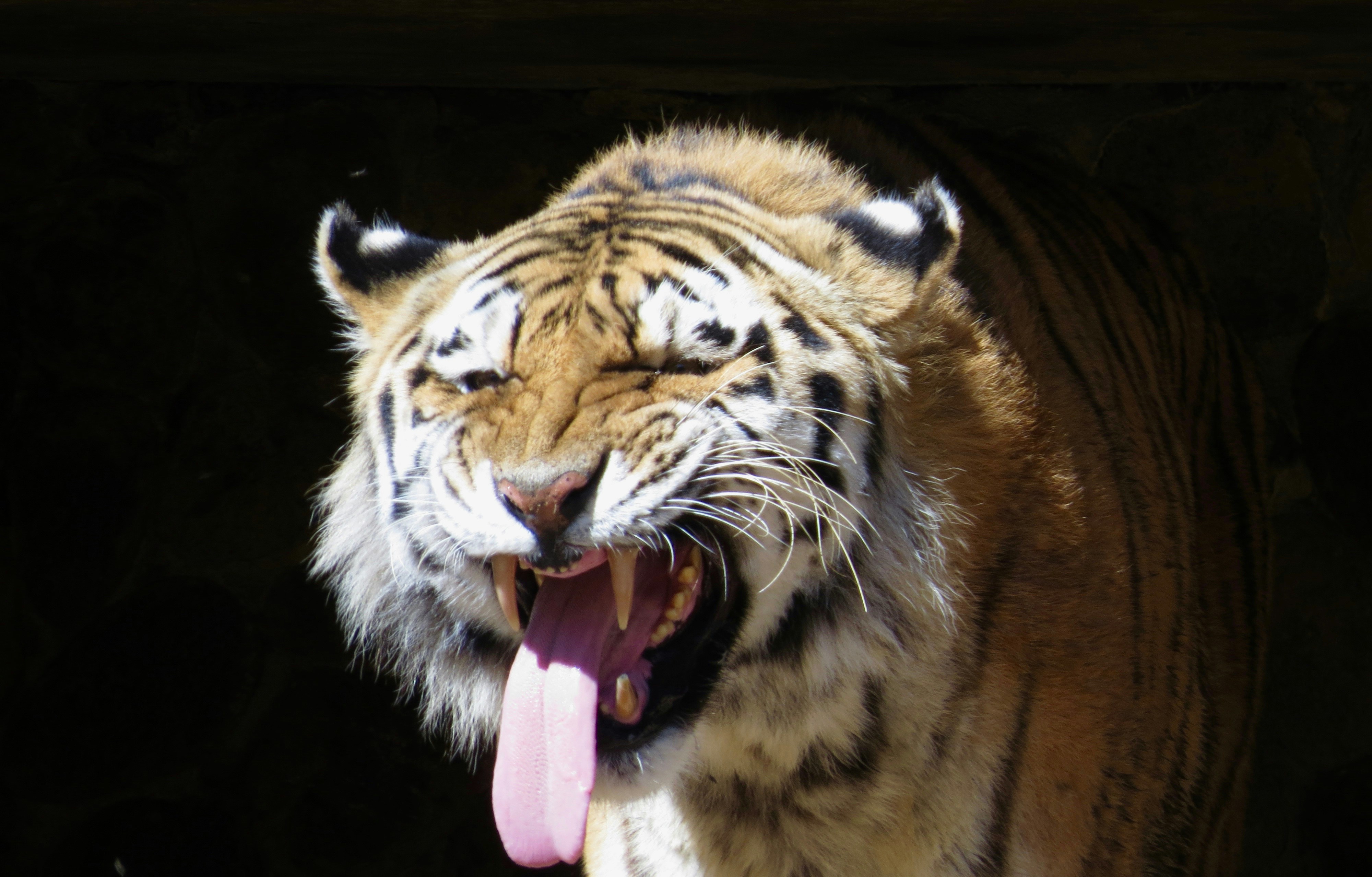 5 animals that can laugh