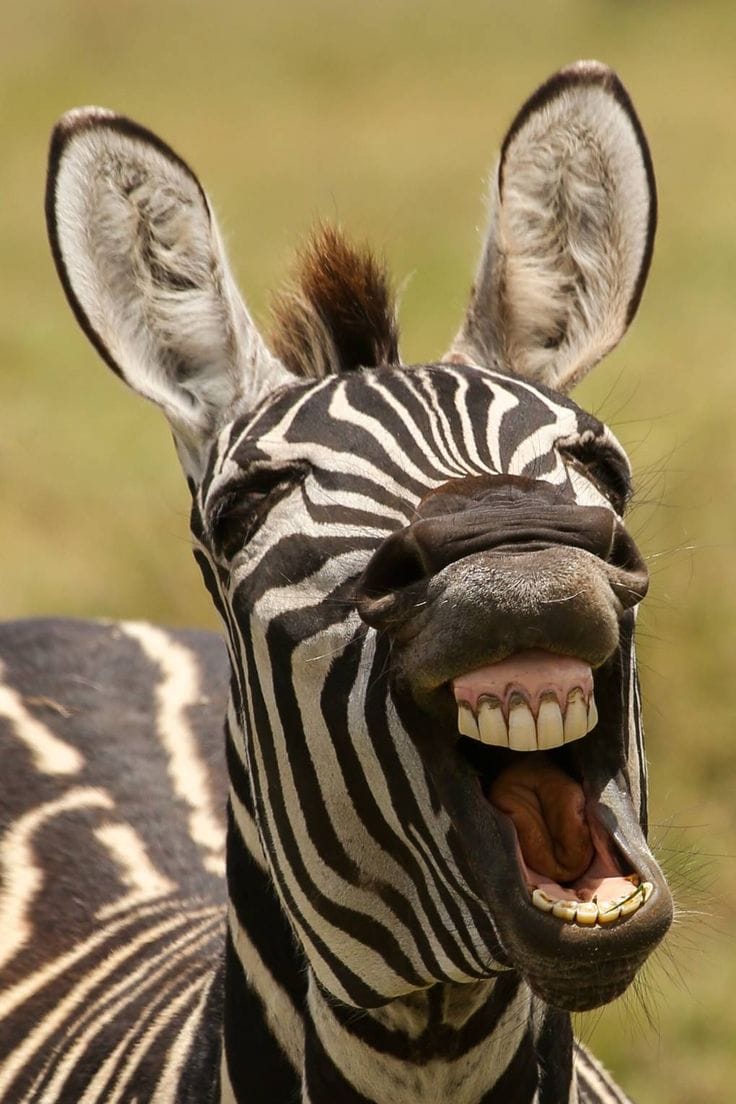 5 animals that can laugh