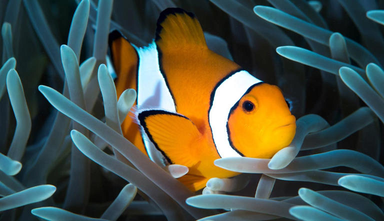 Columnaris Disease in Pet Fish: 5 Things to Know