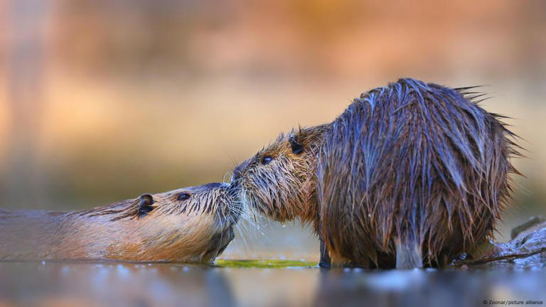 What are nutria, and how could they possibly be a problem?