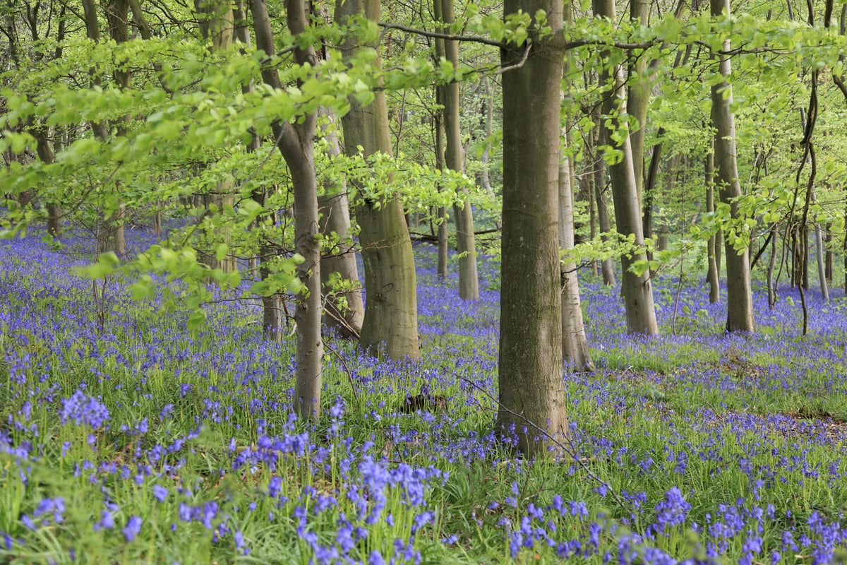 The top places to see bluebells around the UK this spring