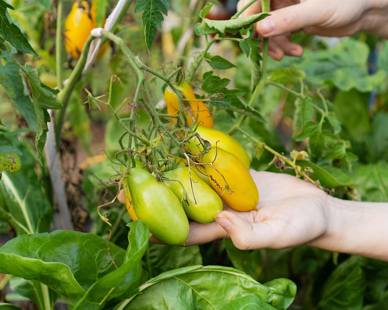 Best Determinate Tomatoes: Compact Varieties With Big Yields For ...
