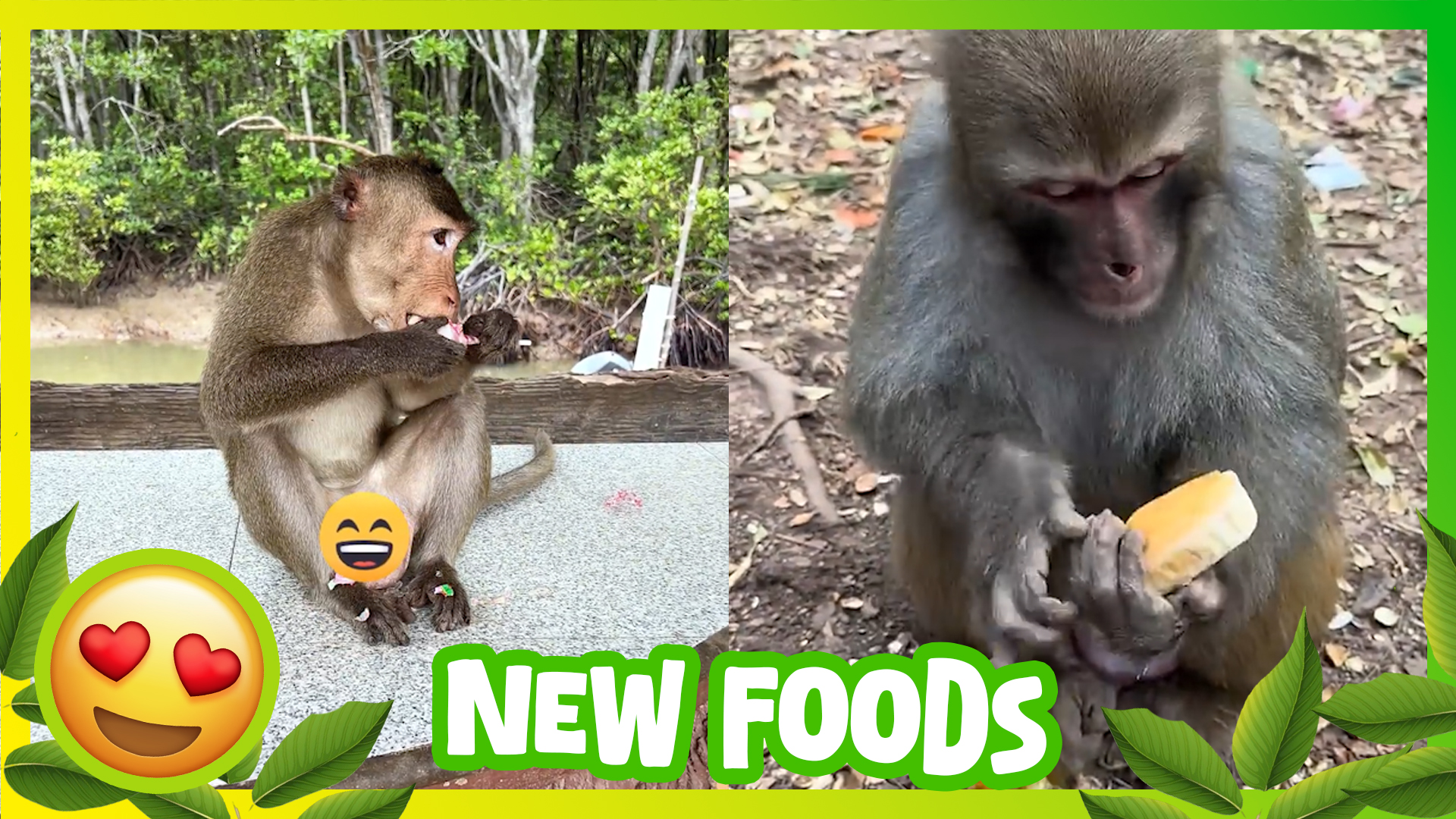 🐵 New Taste! This Monkey Tries New Foods for the First Time – VDS Monkey 🍉😲