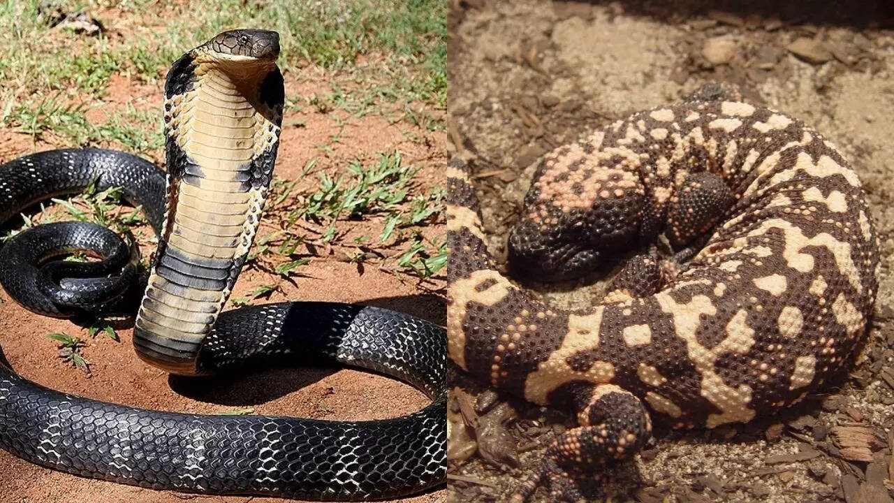 King cobra vs Gila Monster: Know the key differences on the basis of ...