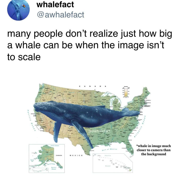 50 Funniest Tweets By "Whale Fact" That Offer Satirical But Technically ...