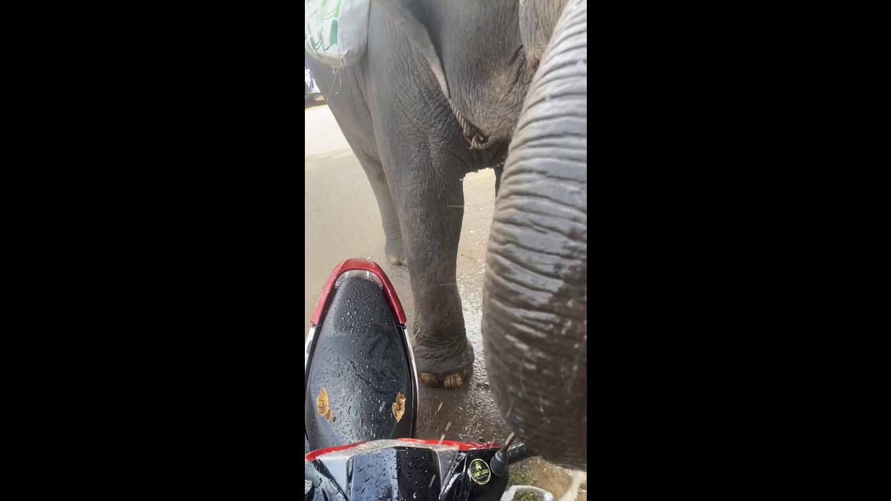 Thirsty elephant receives drink of water from hosepipe